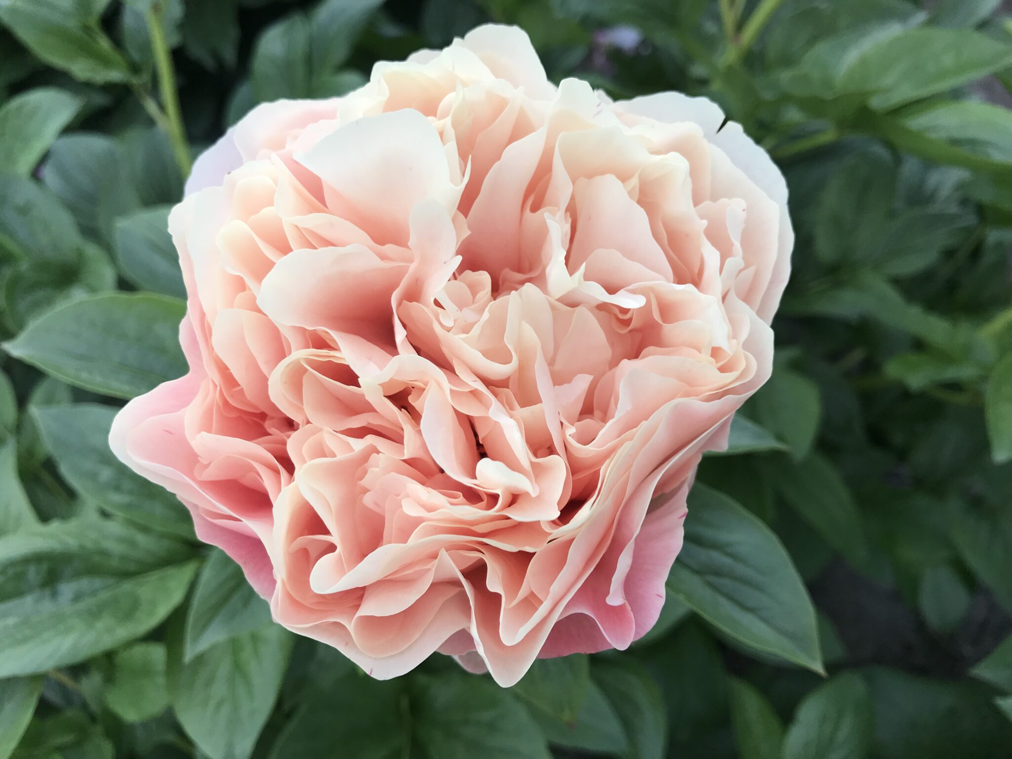 Peony Hybridizers: Scholten Joshua and Jeremy – The Peony Society