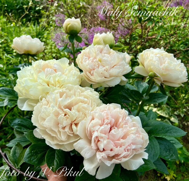 Peony Hybridizers: Fawkner Harald – The Peony Society