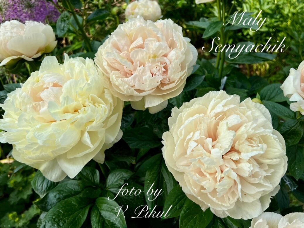 Peony Hybridizers: Fawkner Harald – The Peony Society
