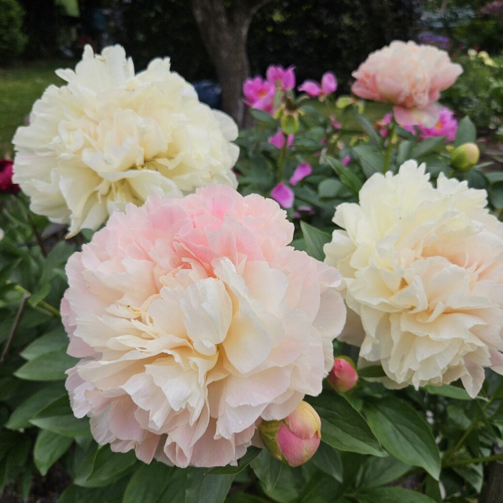 Peony Hybridizers: Kinnari Teppi – The Peony Society