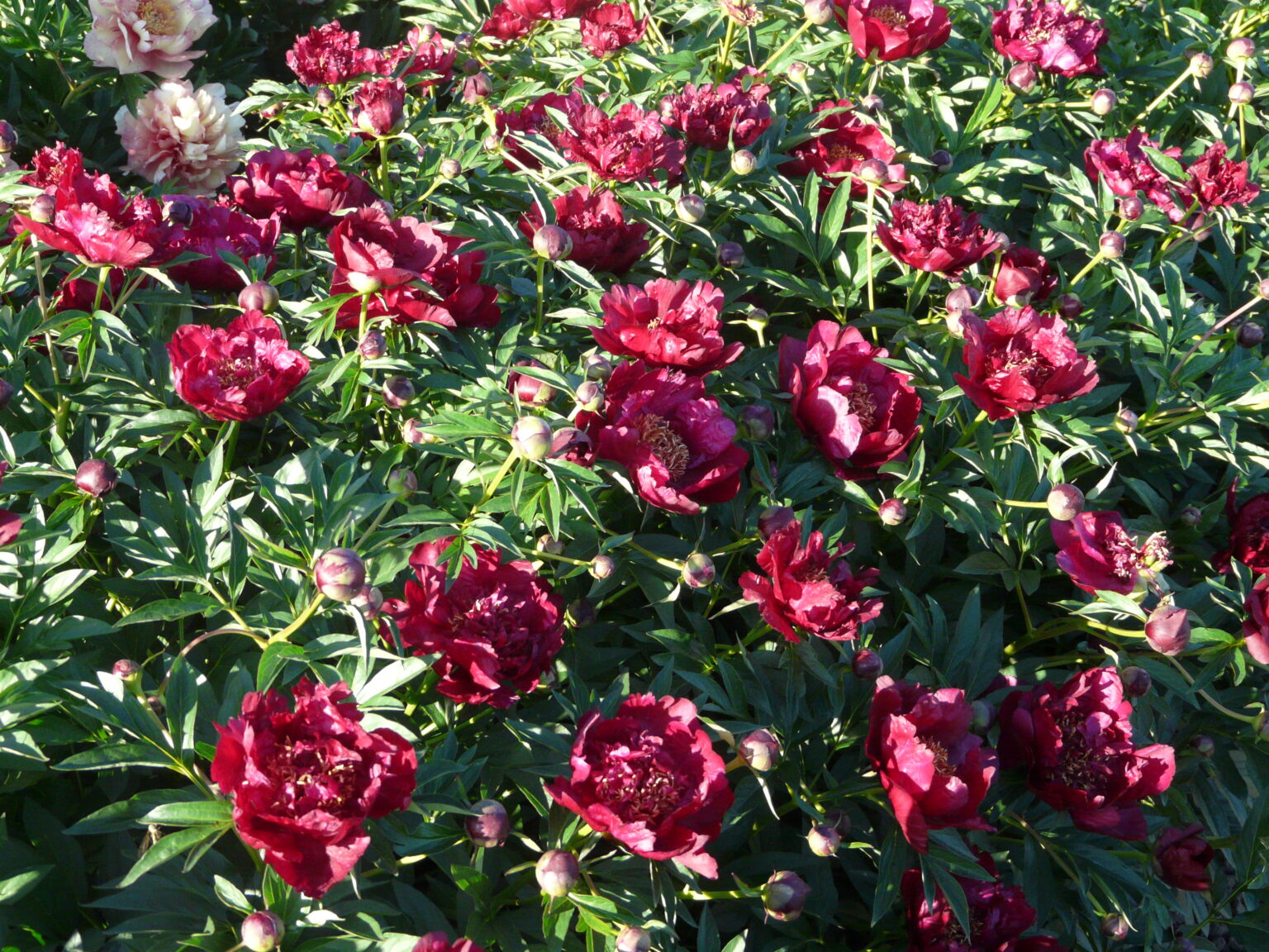 Peony Hybridizers: Giessler Wolfgang and Angelika – The Peony Society