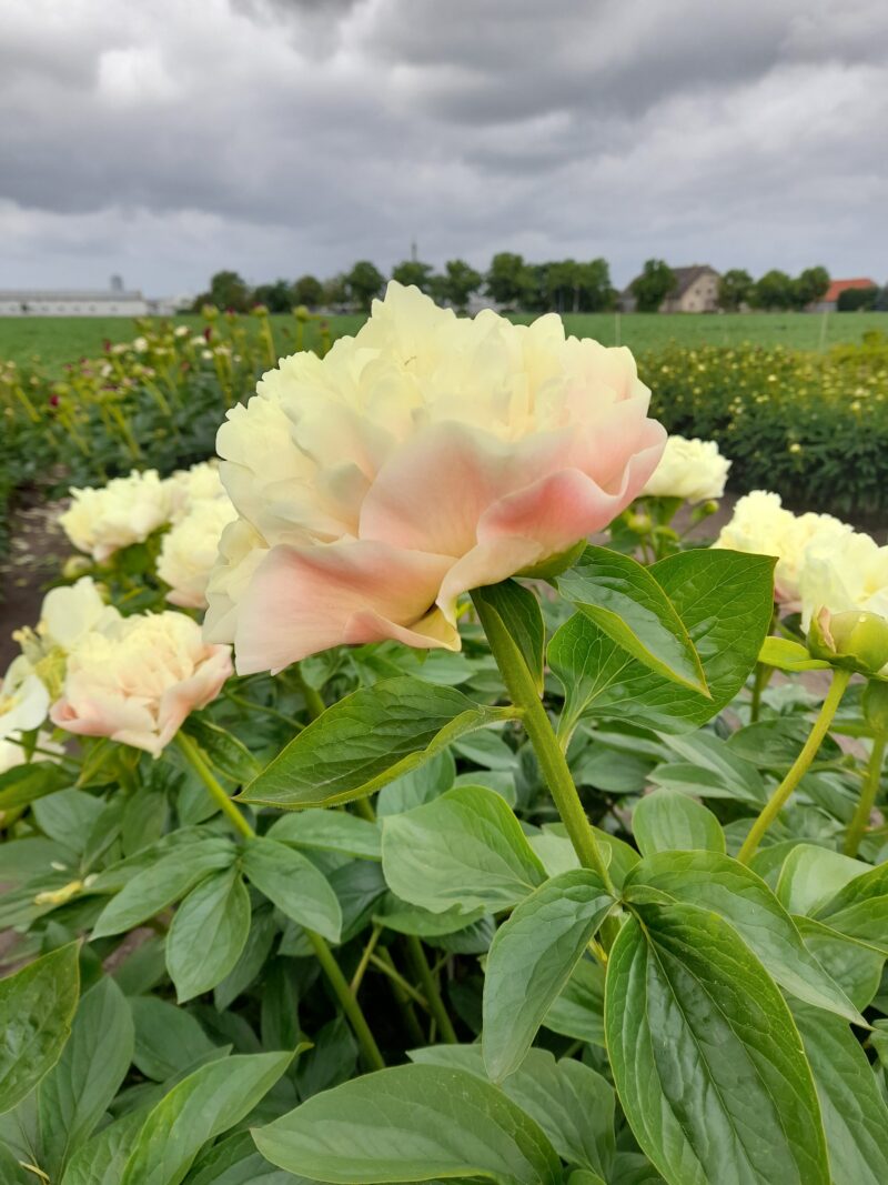 Peony Hybridizers: Giessler Wolfgang and Angelika – The Peony Society
