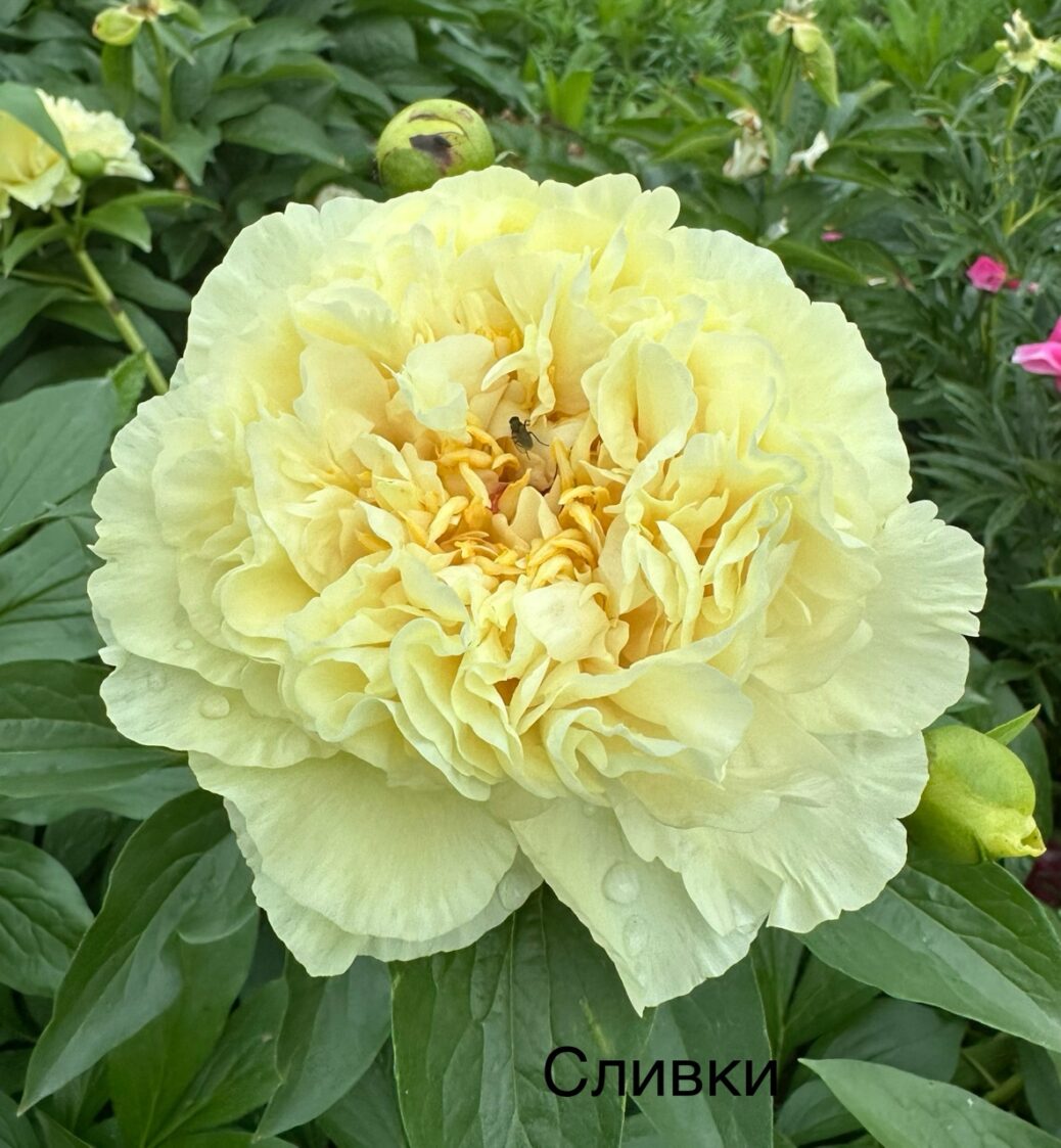 Peony Hybridizers: Rusakova-Shirokikh Yulia – The Peony Society