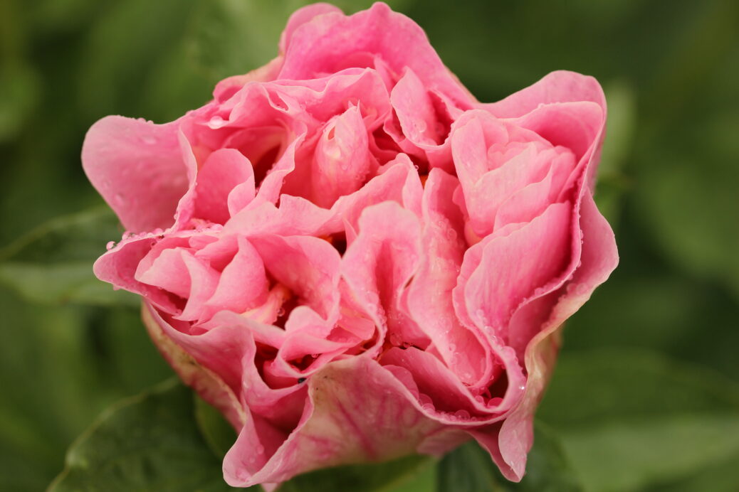 Peony Hybridizers: Bite Edgars – The Peony Society