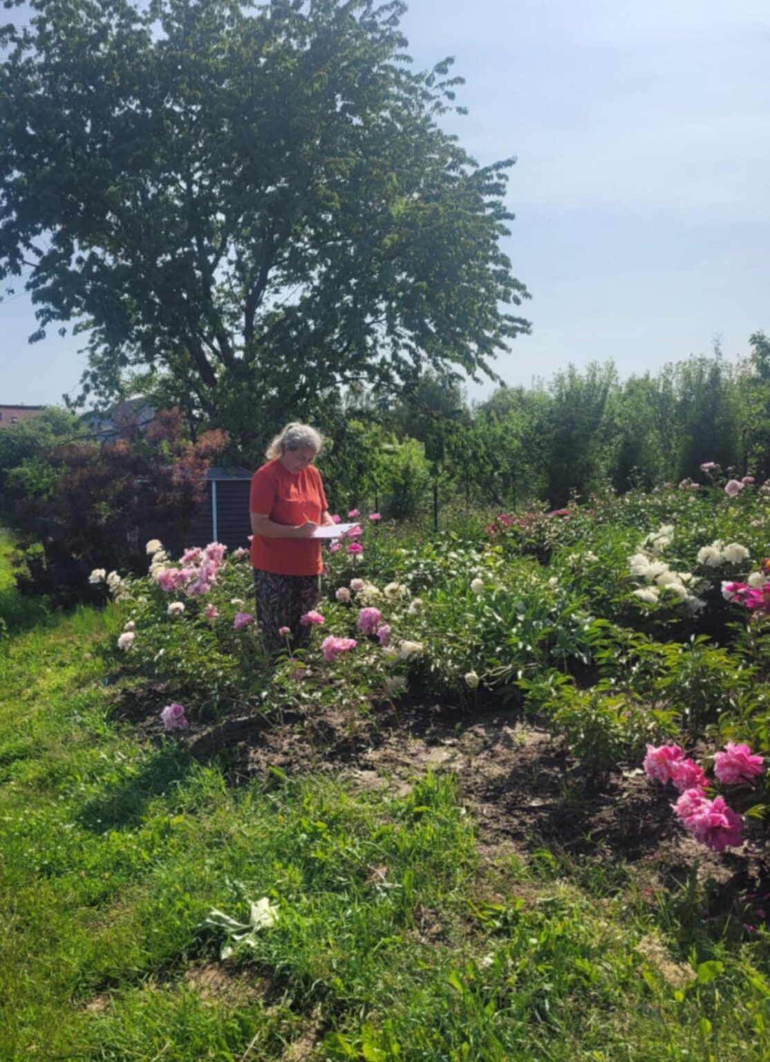 Peony Hybridizers: Wajgert Ewelina – The Peony Society