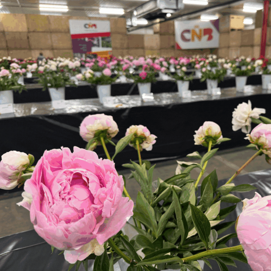CNB Dutch Peony Days 2025 – The Peony Society