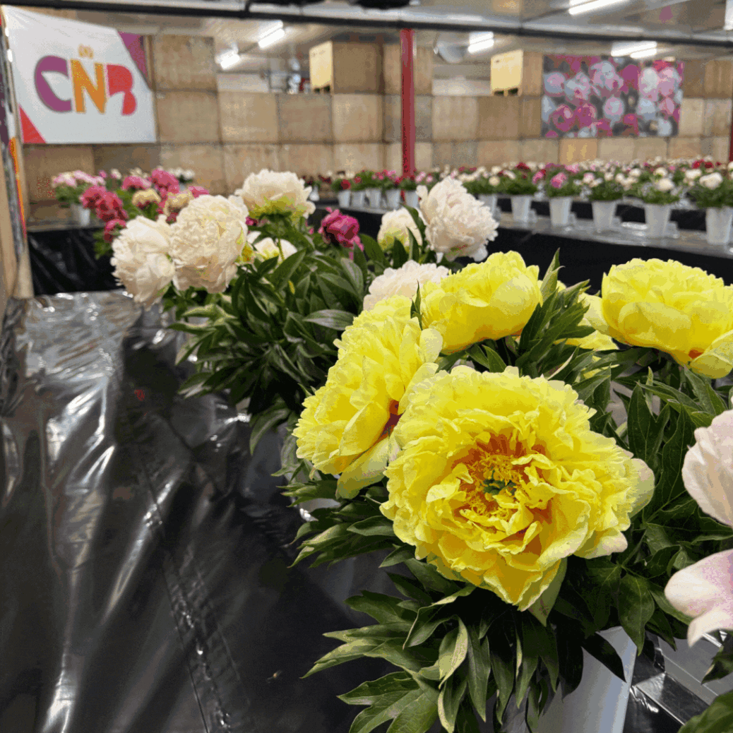 CNB Dutch Peony Days 2025 – The Peony Society