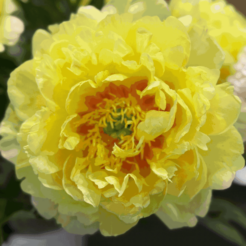 CNB Dutch Peony Days 2025 – The Peony Society