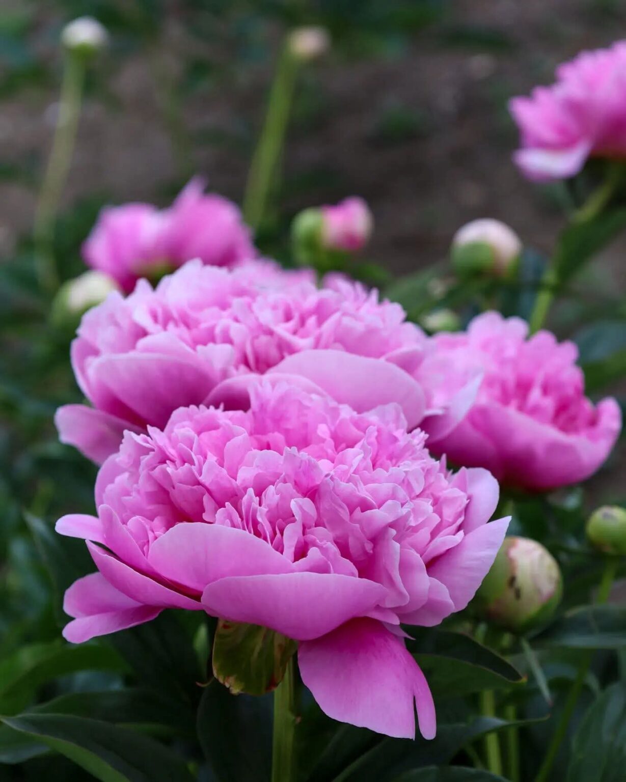 Peony Hybridizers: Anokhin Petr – The Peony Society