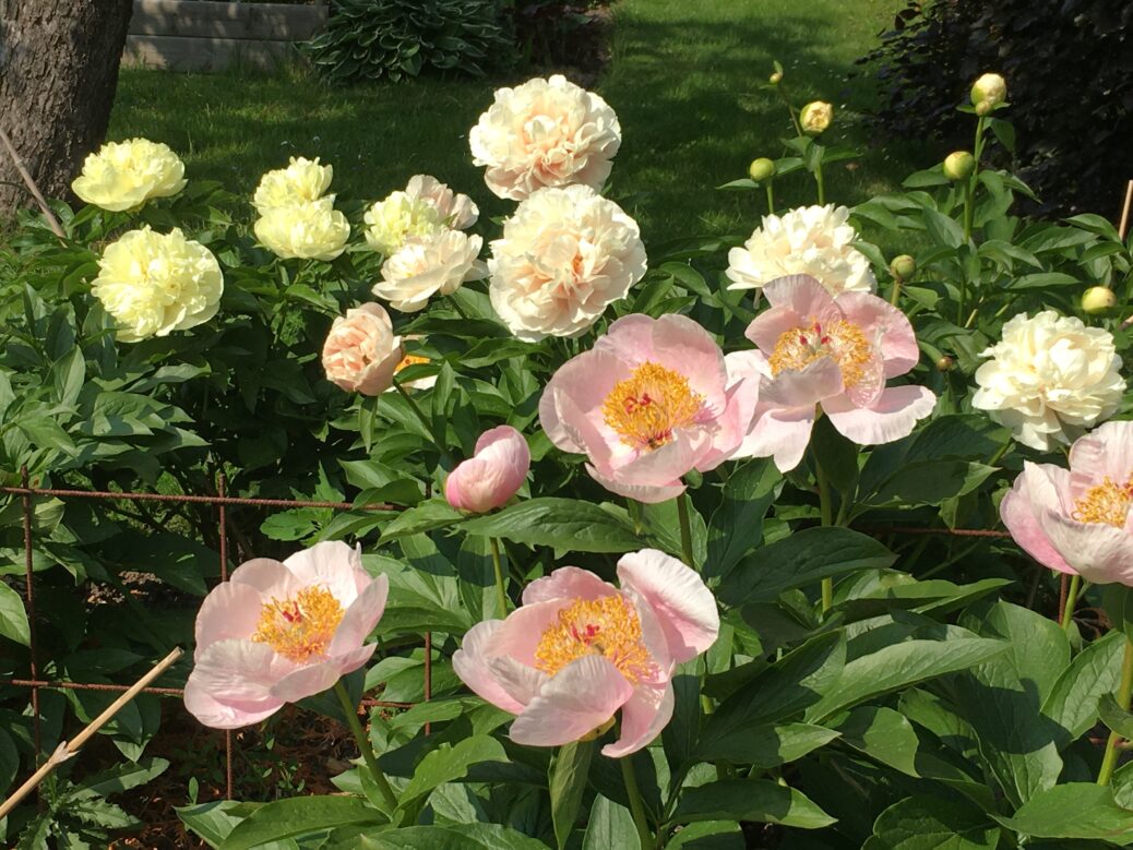 Peony Hybridizers: Kinnari Teppi – The Peony Society