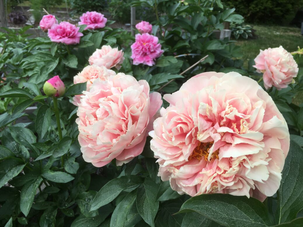 Peony Hybridizers: Kinnari Teppi – The Peony Society